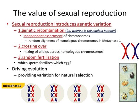 On Ap Exam 1 Get A Book 2 Pick Up Mastery Checklist 2 What Do You Know About Meiosis Ppt