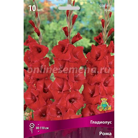 Гладиолус Рома (10шт) из каталога Луковичные и многолетние – купить с ...