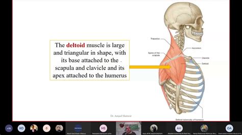 complementary lecture for anatomy youtube