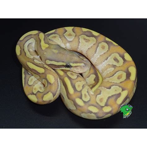 Fire Enchi Mojave Ball Python Hatchling Strictly Reptiles