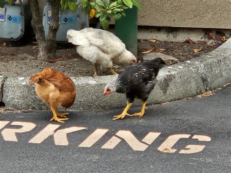 Hey Is Anyone Missing Some Chickens Theyve Shown Up At Our Place