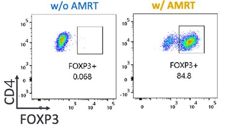 キメラ抗原受容体を導入したヒトips細胞由来のcd4陽性制御性t細胞treg様細胞はマウス異種移植モデルにおいてgvhdを制御する