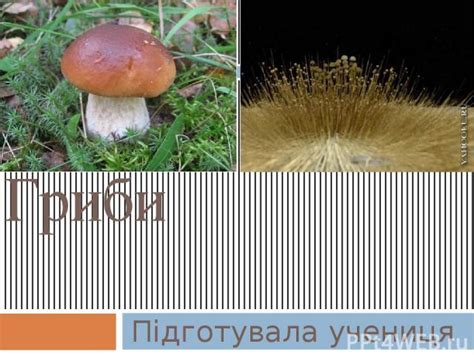 Гриби презентация к уроку Окружающий мир