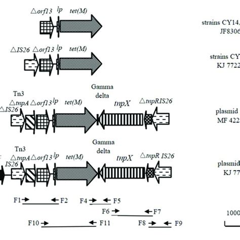 Location Of Tetm In Clinical Isolates Of E Coli And Graphical
