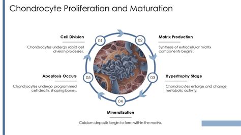 Chondrocyte Proliferation And Maturation Ossification Ppt Designs Acp