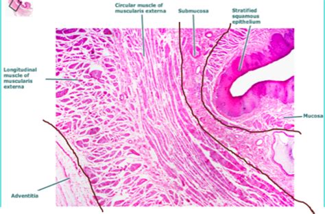 Anatomy Lab Exam Ch Digestive System Flashcards Quizlet