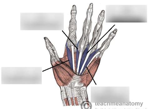 Diagram Of 144 09 M Hand Intrinsic Lumbricals Quizlet