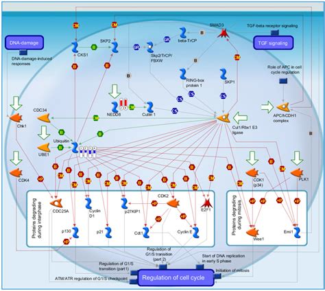 Cell Cycle Role Of Scf Complex In Cell Cycle Regulation Which Is The Download Scientific