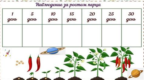 Дневника наблюдения в старшей группе за огородом на окне (шаблон ...