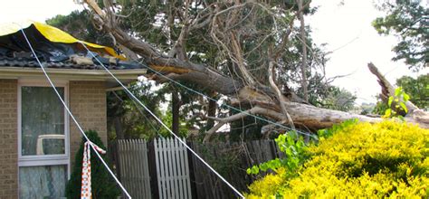 Len McKeown Tree Services Tree Removal Melbourne