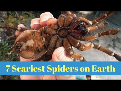 In Photos 21 Scariest Spiders In The World Espoir Chiapas