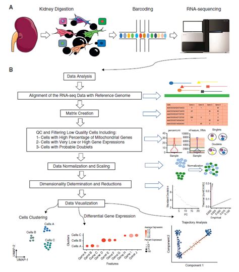 实用干货 如何开始单细胞测序数据分析 知乎