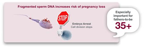 DNA Breaks Can Affect Sperm Shape