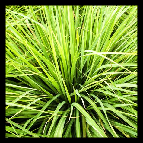 Eletiva Hortoterapia Plantas Medicinais