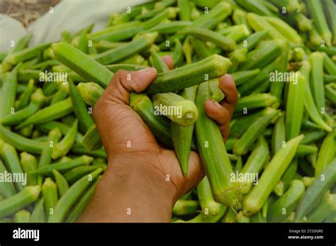 Lady Finger In The Market Stock Of Ladies Finger Okra Vegetable