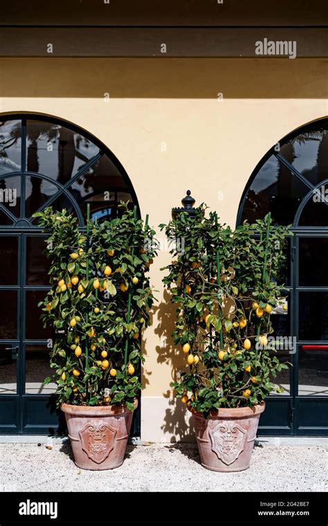 Lemon Trees In Pots Hi Res Stock Photography And Images Alamy