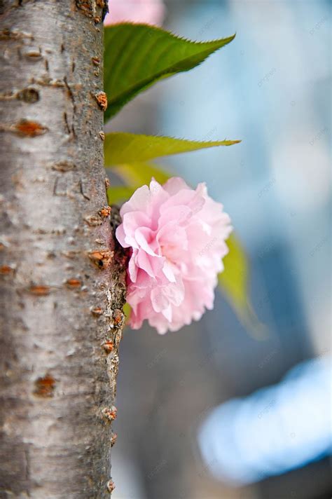 사쿠라 봄 핑크 꽃 배경 및 무료 다운로드를위한 그림 Pngtree Pink Flowers Flowers Plants
