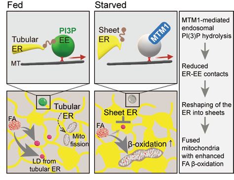 Starvation Causes Cell Remodelling Leibniz Fmp