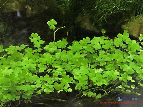 墨耘 水草造景 澳洲天湖荽 6 6cm片裝 1片 59元 前景 一般級 露天市集 全台最大的網路購物市集