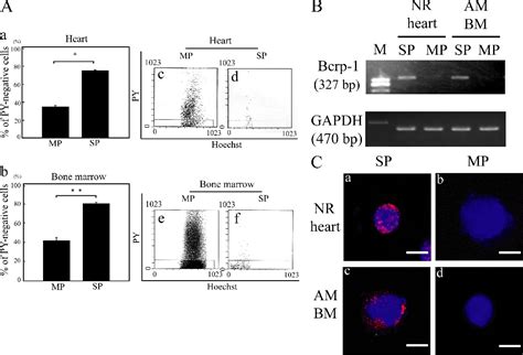 Figure 2 From Cardiac Side Population Cells Have A Potential To Migrate