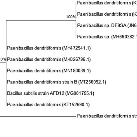 phylogenetic tree constructed using 16s rdna sequences of 17os isolate
