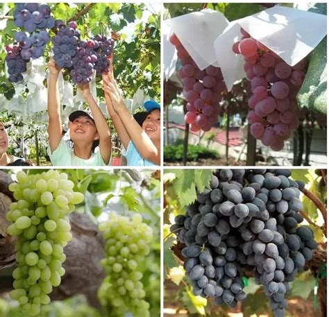 Mua Cây Giống Nho Xanh Không Hạt Chịu Nhiệt Cho Vườn Nhà Bạn