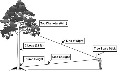 Valuing Standing Timber