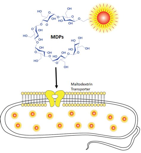 Research Page Molecular Imaging Maltodextrin Dueber Lab At Uc Berkeley