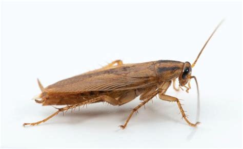 Dr Mohammed El Damir On Linkedin How To Make Cockroaches ‘irresistible