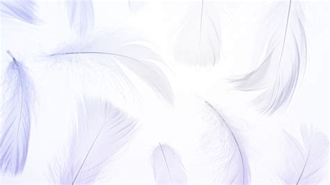 깃털 패턴 컨셉 매크로 사진 부드러운 초점에 흰색 배경에 여러 가지 빛깔의 파스텔 천사 깃털 클로즈업 텍스처 자연의 우아한 표현 예술 이미지 취약성 공간을 복사합니다