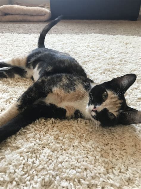 Luna Loo Contest Entry 35173 Modern Cat