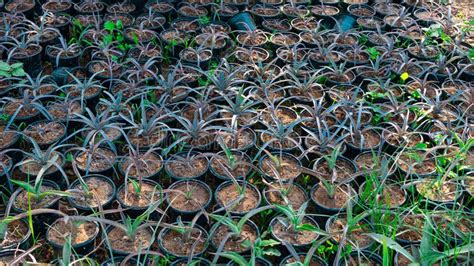 Inside The Nursery Farm With Asia Plant And Fruit Stock Image Image Of Grow Gardening