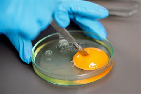 对实验室鸡蛋进行质量控制专家检查高清图片下载 正版图片306770092 摄图网