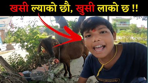 Dashain Ko Lagi Khasi Liyera Aaiyo Dashain Vlog Youtube