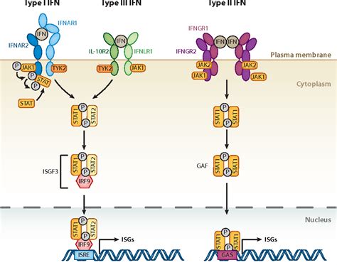 Figure 1 From Interferon Stimulated Genes A Complex Web Of Host Defenses Semantic Scholar