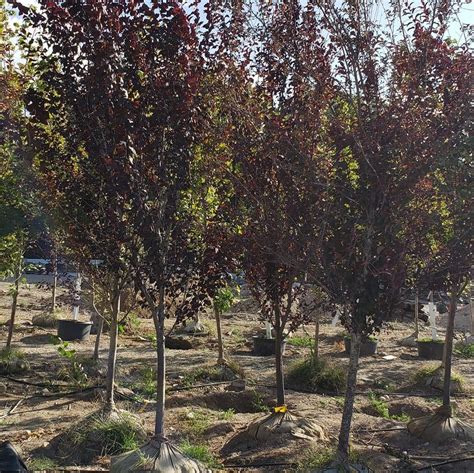 The Blue Spruce Picea Mikes Grading Plus Nursery Facebook
