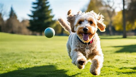 Cockapoo Puppy Training Guide