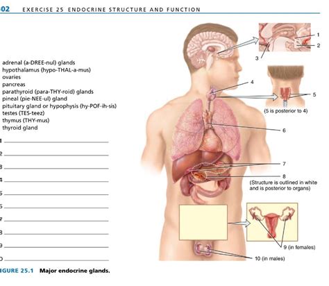 Endocrine Glands Diagram Quizlet