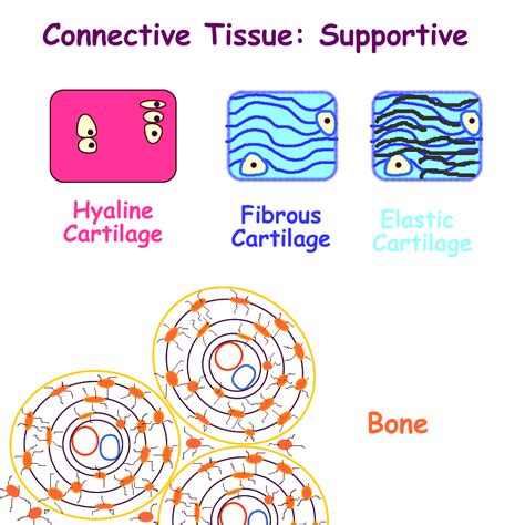 Tissue Drawing At Getdrawings Free Download