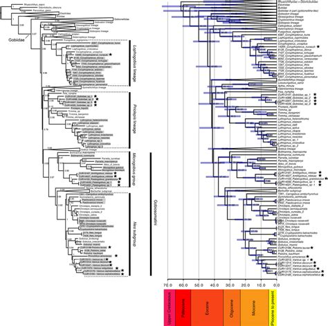 Bayesian Maximum Clade Credibility Trees Of Selected Gobiidae A