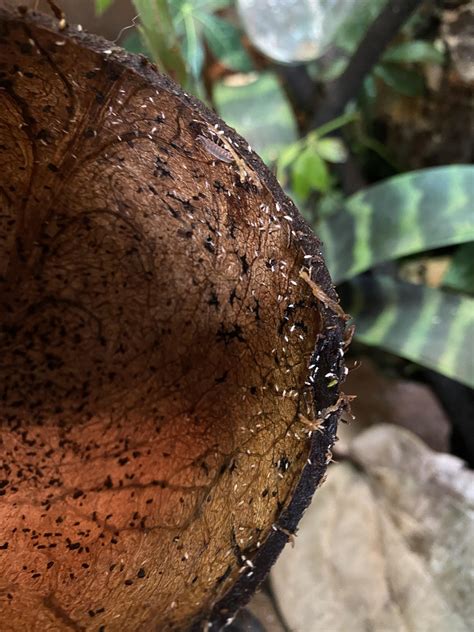 Ive Got A Feeling These Arent Spring Tails R Vivarium