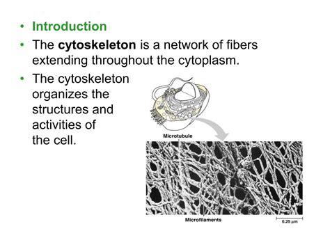Cytoskeleton Eukaryotic Cell 123456ppt Biological Sciences Science