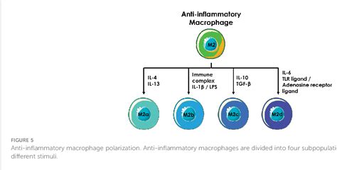 Figure 1 From The Generation Activation And Polarization Of Monocyte