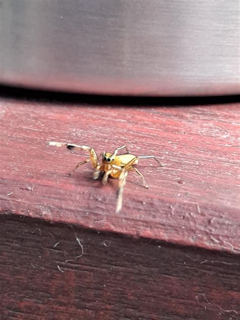 Jumping Spider Rkongzillarex