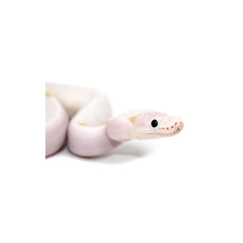 Python Royal Super Fire Python Regius