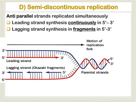 Ppt Dna Dan Replikasi Powerpoint Presentation Free Download Id 2460853