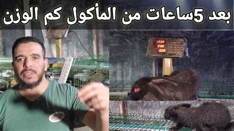 ياخبر ابيض في 5ساعات بيو تكنولوجي بلص ارانب 🇪🇬مزارع علي محمدين للسلالات البيور والهجين المحسن🇪🇬