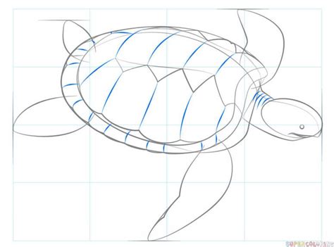 How To Draw A Sea Turtle Step By Step Drawing Tutorials Artofit