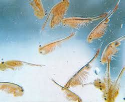 Sea Monkeys What Is A Sea Monkey Sea Monkeys