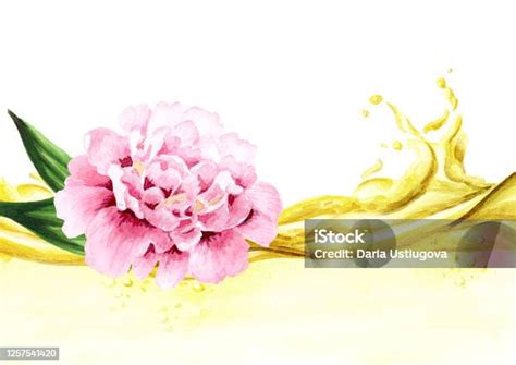 핑크 모란 꽃과 아로마 에센셜 오일 웨이브 흰색 배경에 고립 된 손으로 그린 수채화 그림 공휴일에 대한 스톡 벡터 아트 및 기타